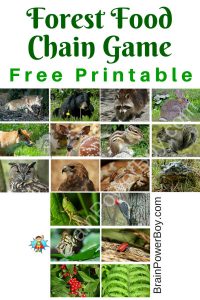 Free Printable Forest Food Chain Game with Book List